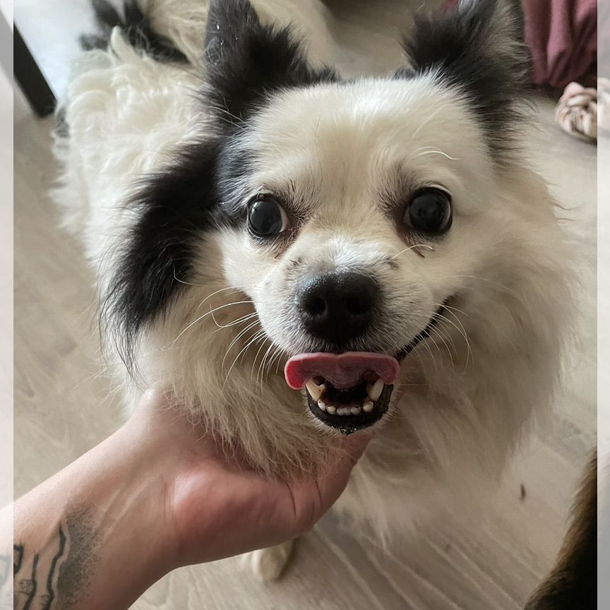 Нашли собаку шпиц