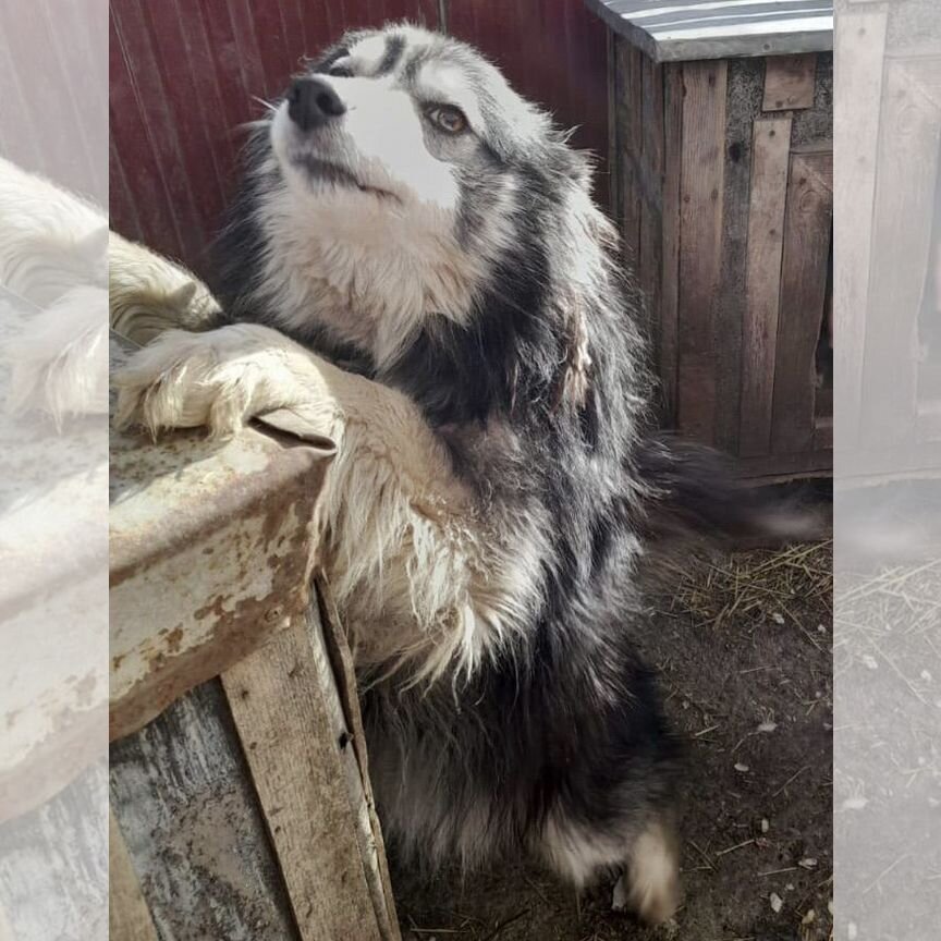 Пристраивается собачка