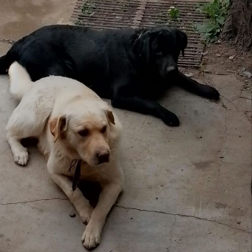 Щенки лабрадора