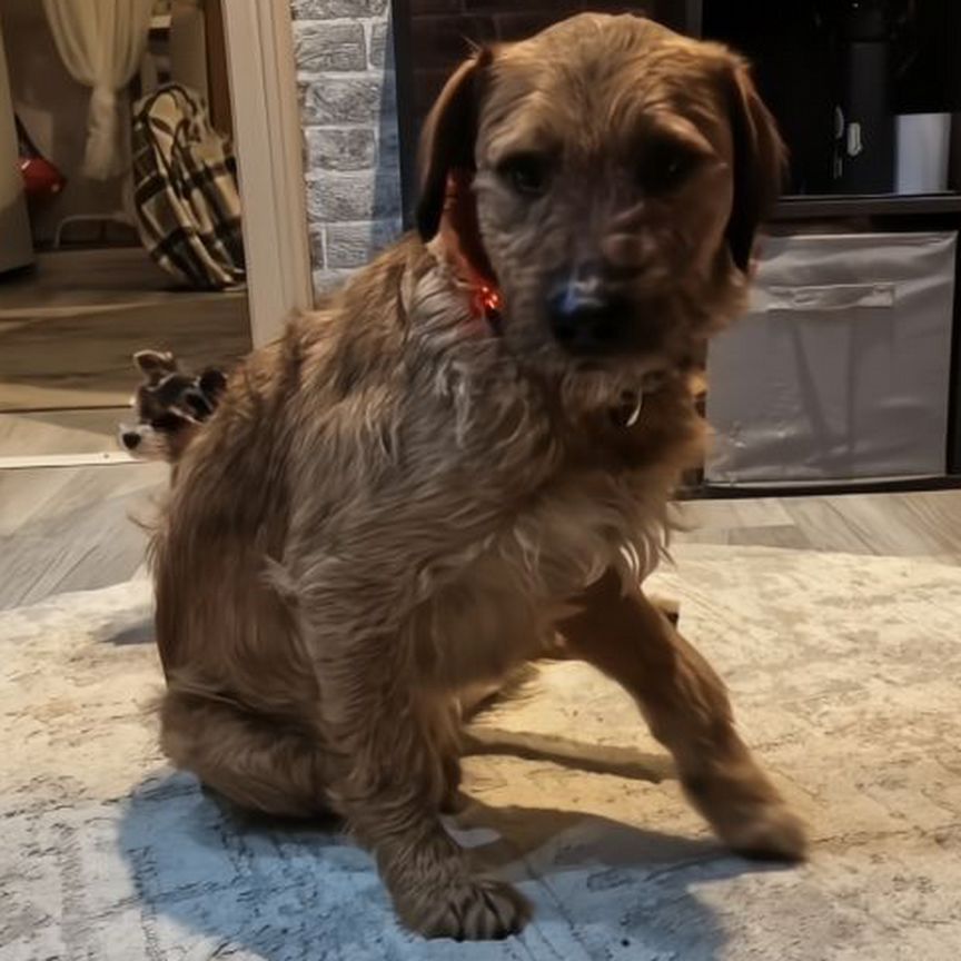 Взрослый пёс в добрые руки