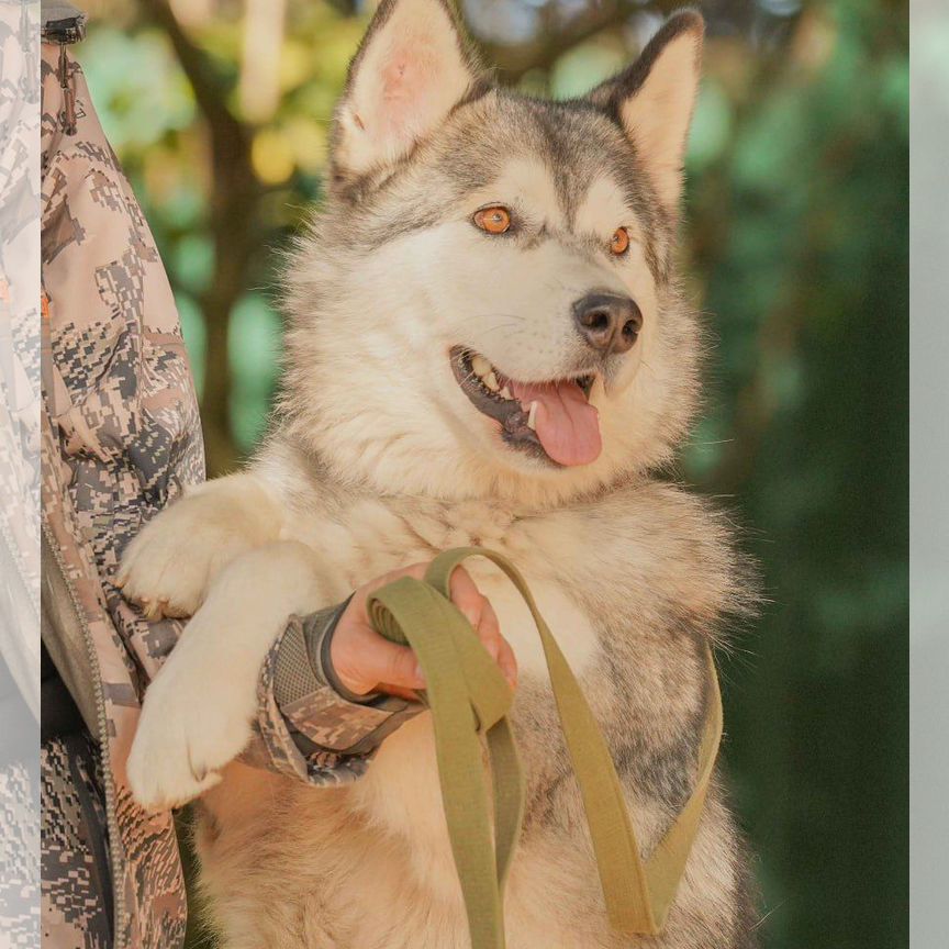 Аляскинский маламут, щенок