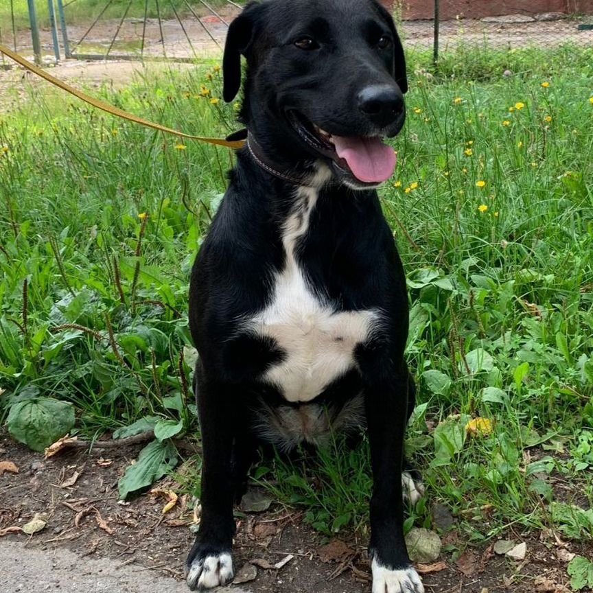 Лабрадор-ретривер, взрослая собака