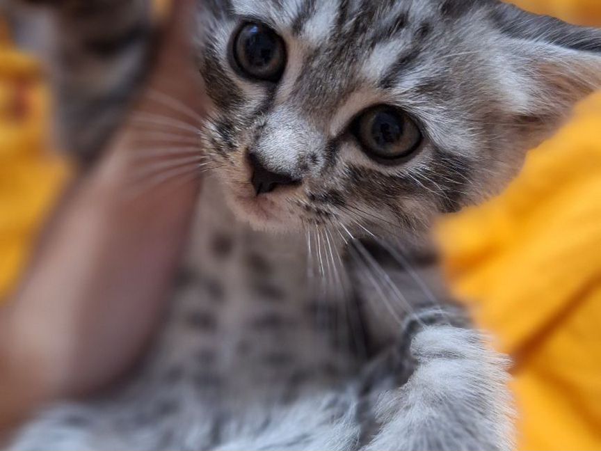 Котята полусиамские