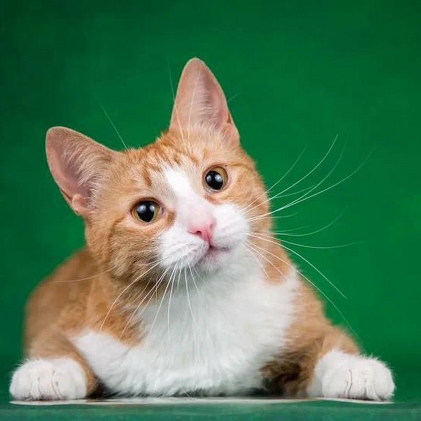 Кошка