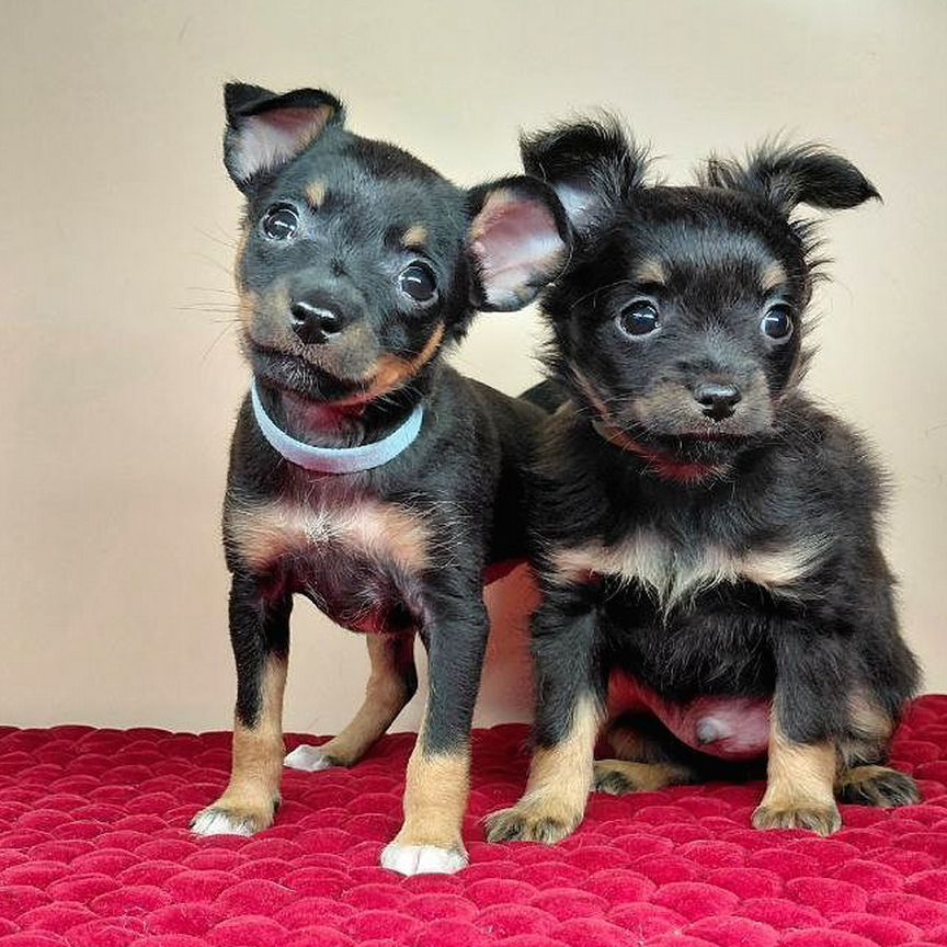 Русский той-терьер, щенок