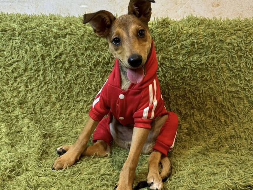 Щенок в добрые руки