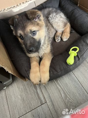 Собака в надежные руки щенок девочка 2 мес