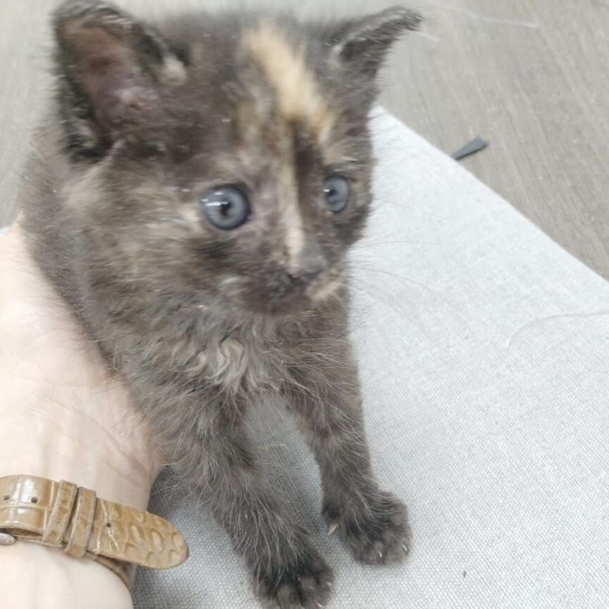 Котенок 1.5мес