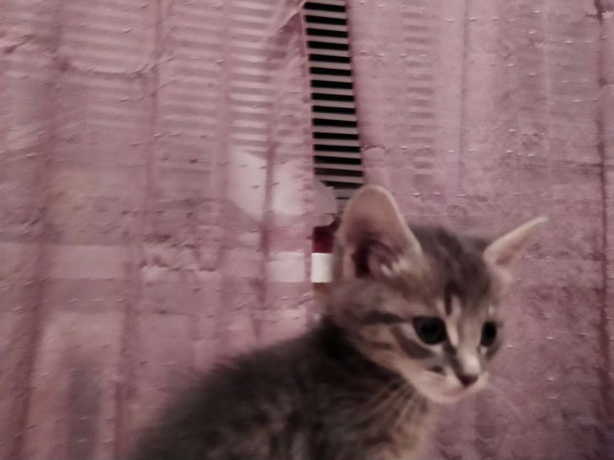 Бенгальская кошка в добрые руки