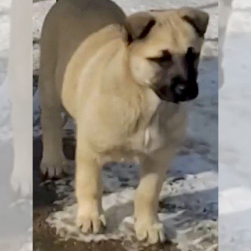 Щенок в добрые руки