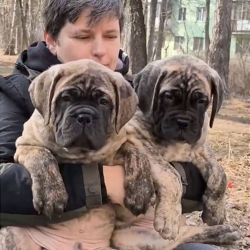 Удивительное рядом, обратный тигр бульмастиф