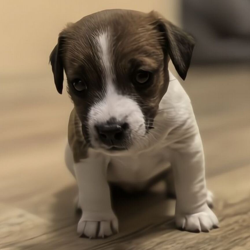 Джек-рассел-терьер, щенок