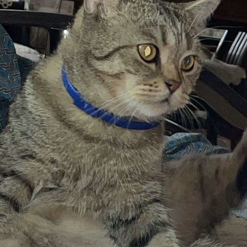 Британский котик