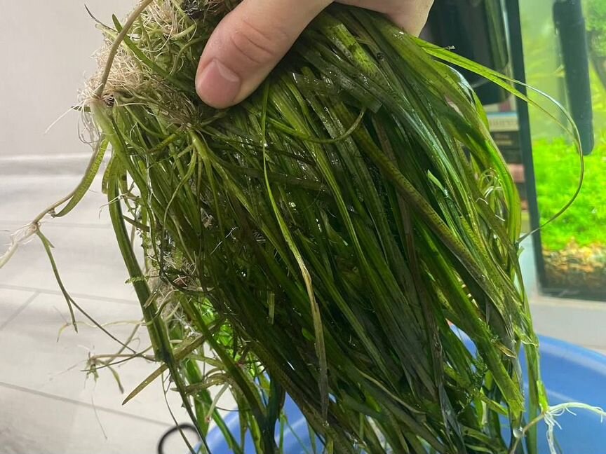 Тигровая валлиснерия