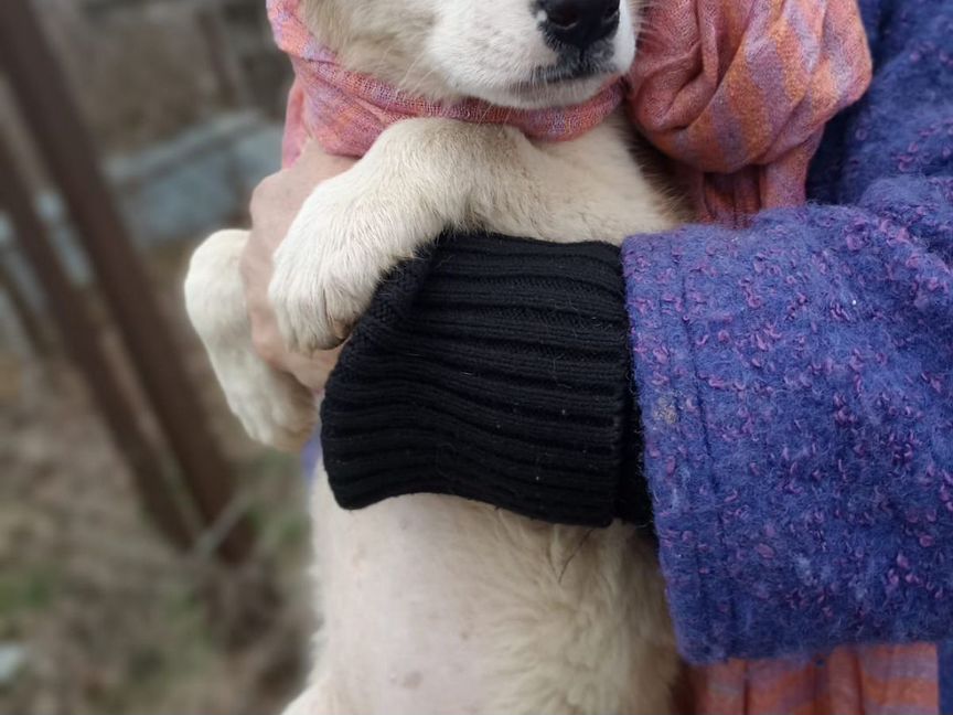 Малышка три мес метис