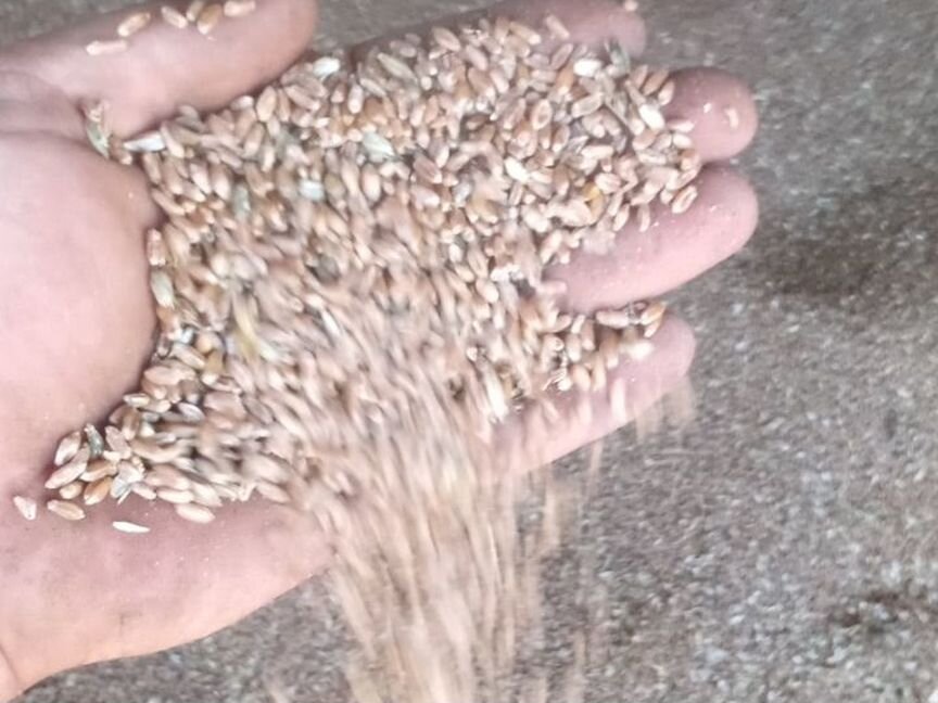 Овёс, Пшеница, ячмень, рожь