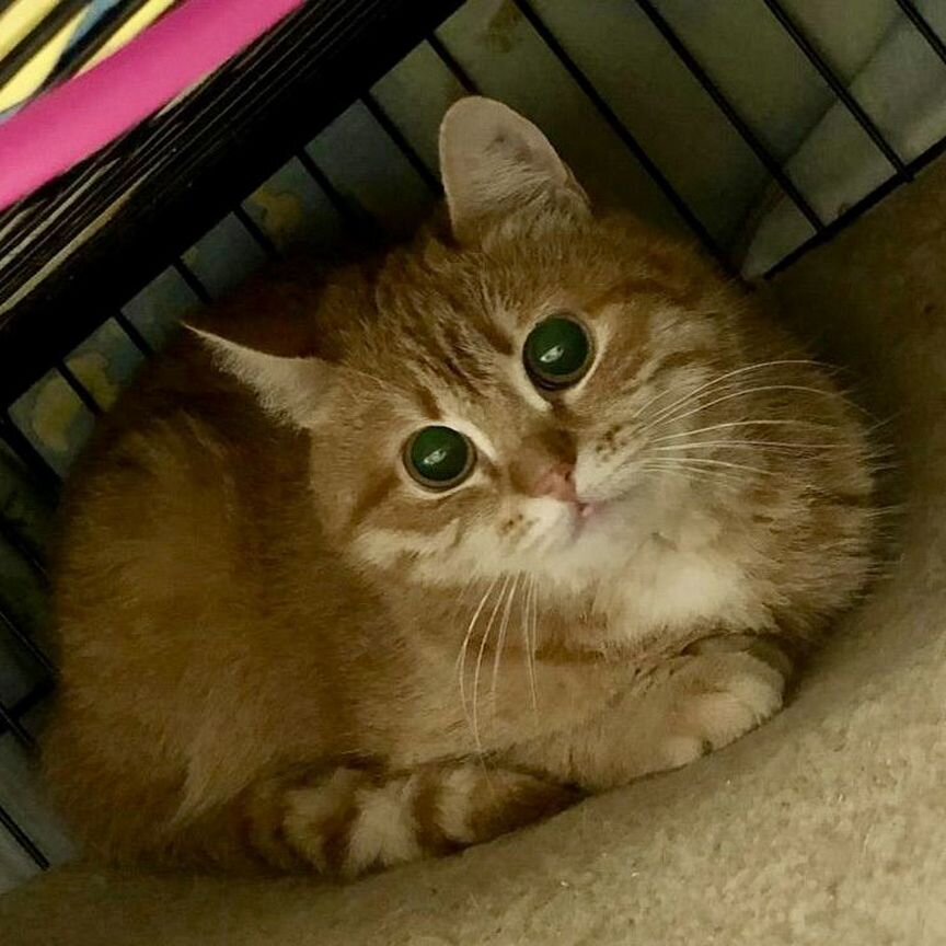 Кошка Маковка в поисках семьи