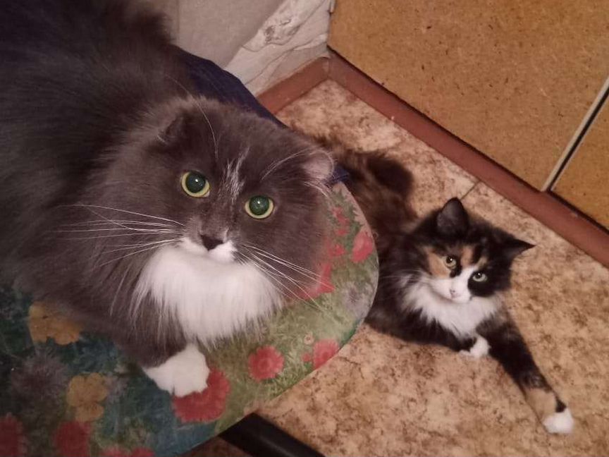 Кошка в дар бесплатно