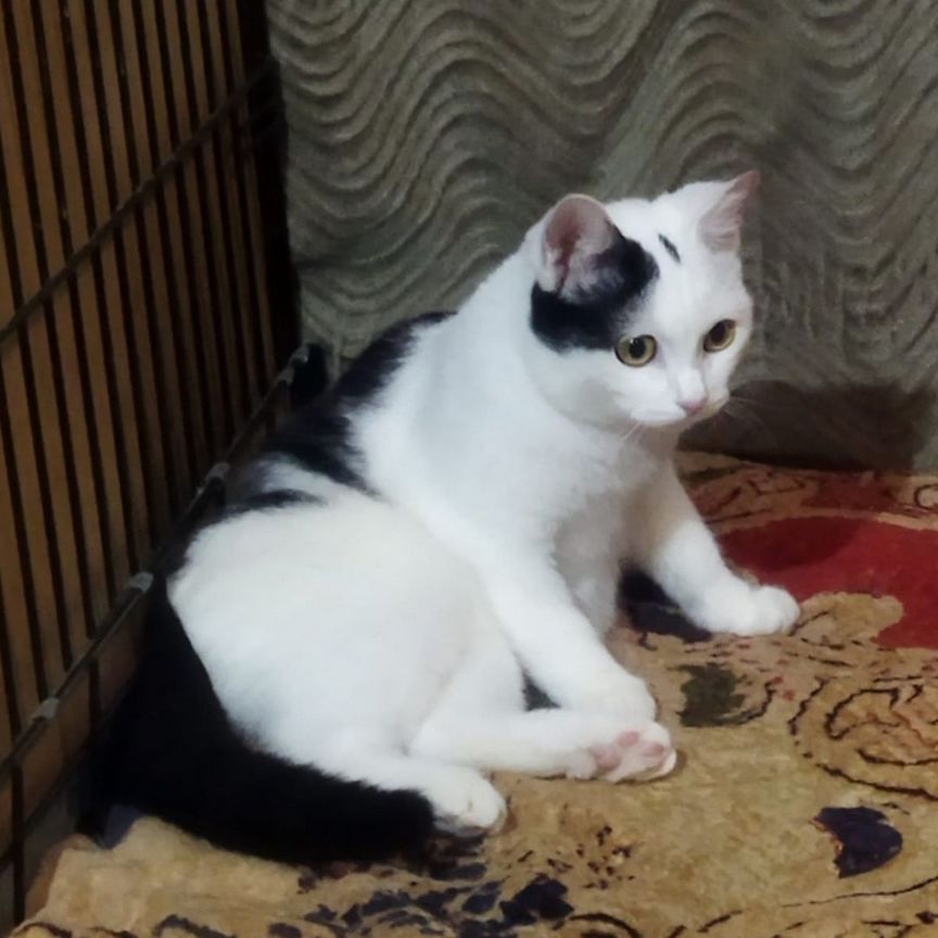 Молоденькая кошечка, меньше года