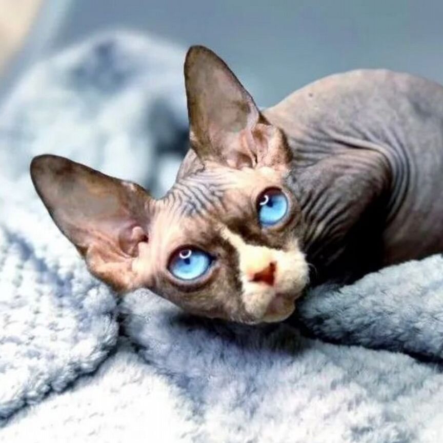 Канадский сфинкс котёнок
