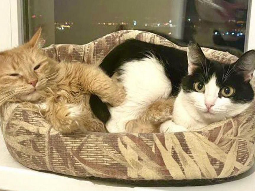 Котята русская голубая