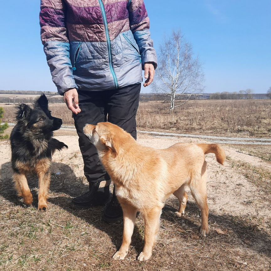 Собачка в добрые руки