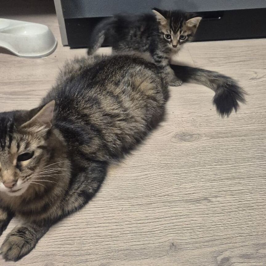 Котёнок в добрые руки