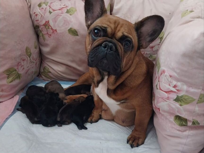 Французский бульдог щенки