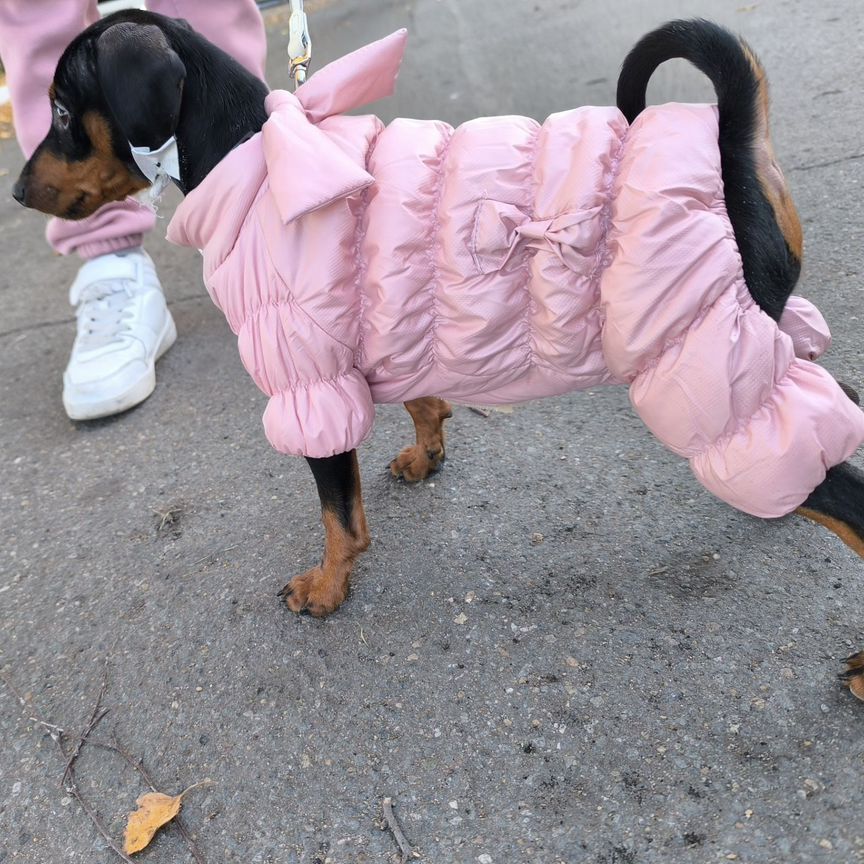 Одежда для собак мелких пород