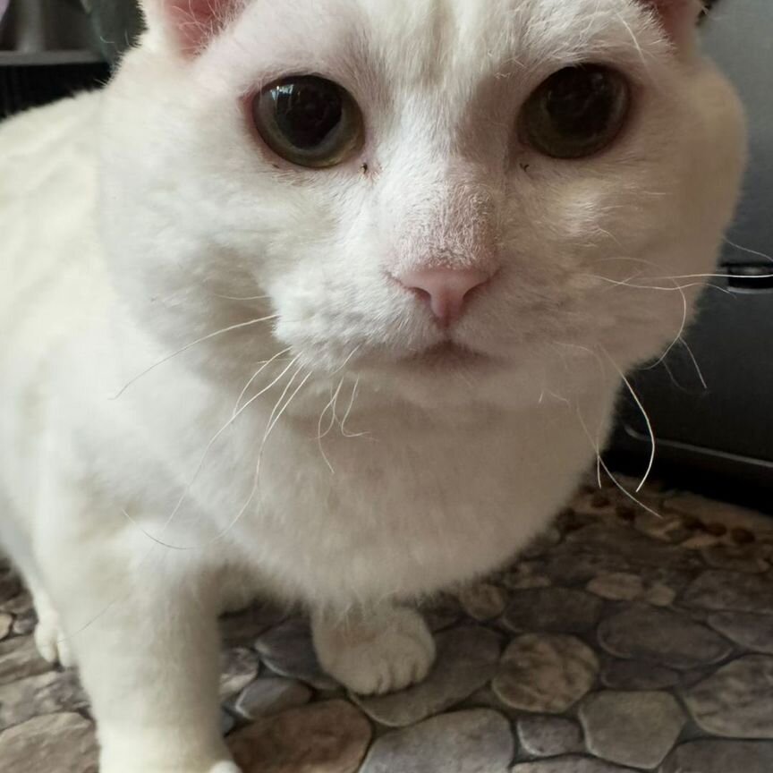 Нашелся кот