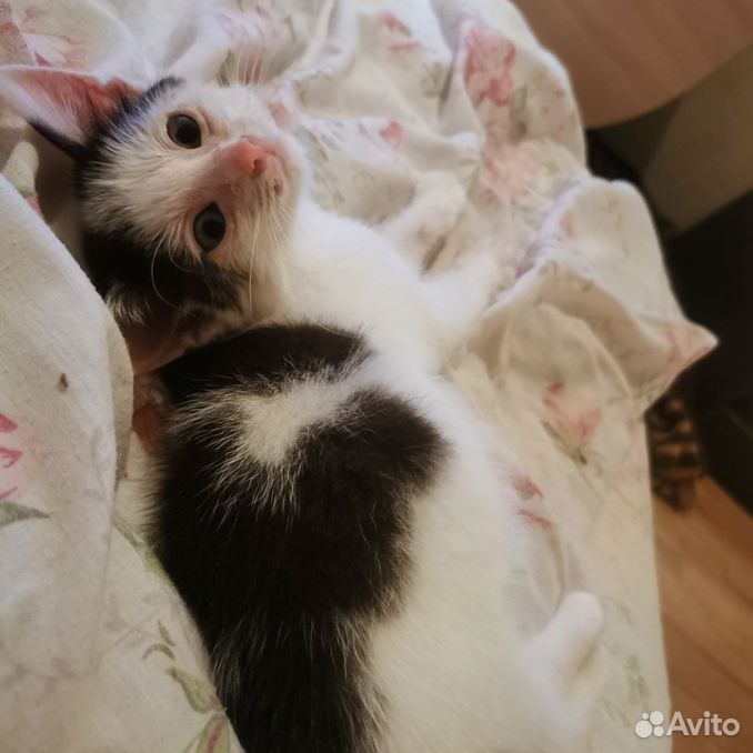 Котенок для души