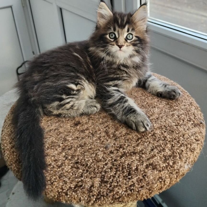 Мейн-кун котёнок