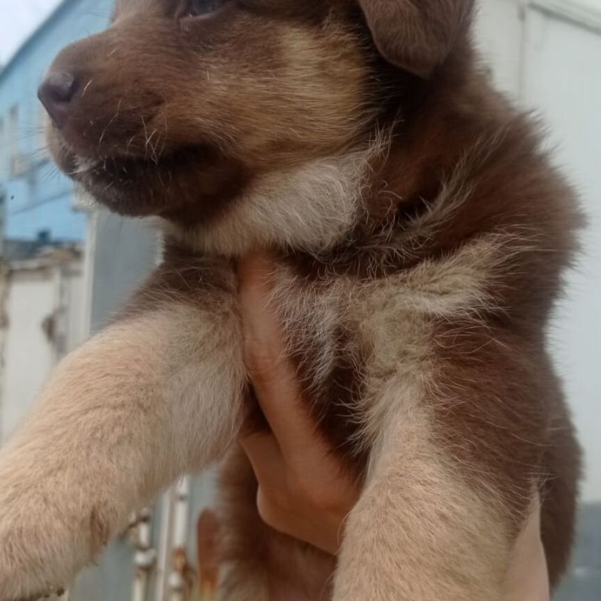 Собака в добрые руки отдам бесплатно щенки