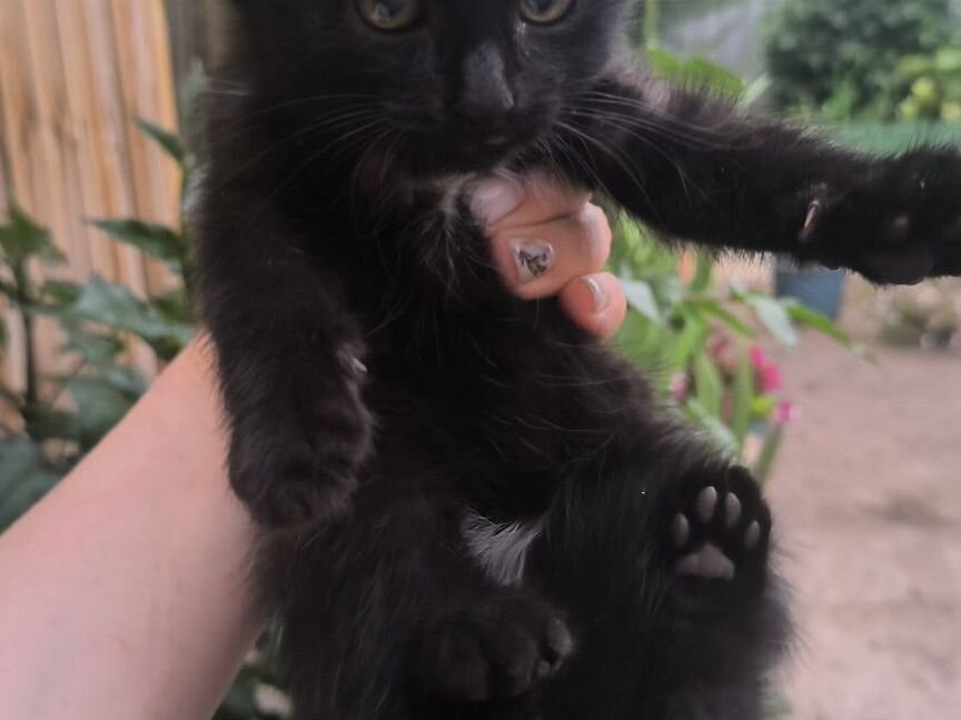 Кошки в добрые руки бесплатно