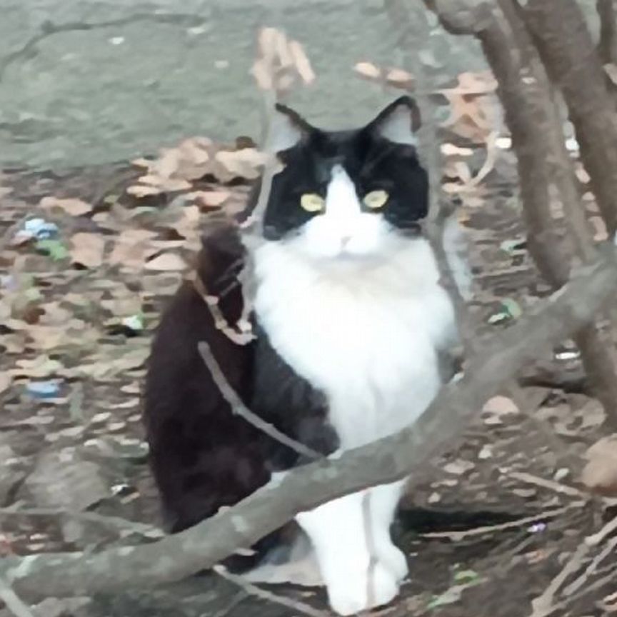 Спасите необычного кота