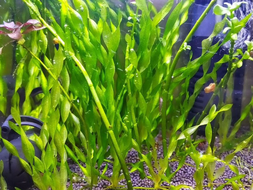 Валиснерия спиральная