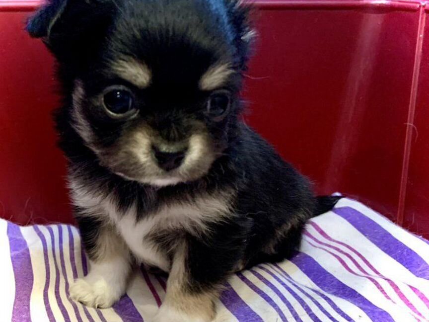 Мальчики и девочки мини и стандарт