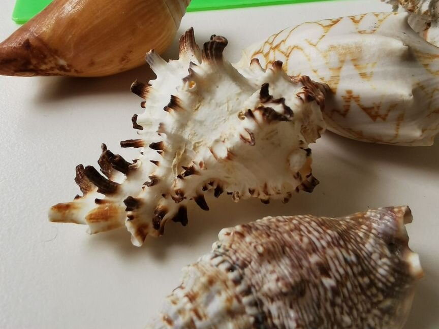 Морские ракушки раковины
