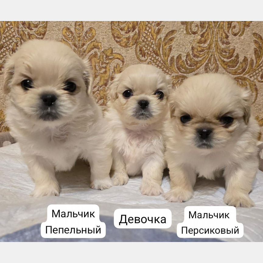 Белые щенки пекинесов