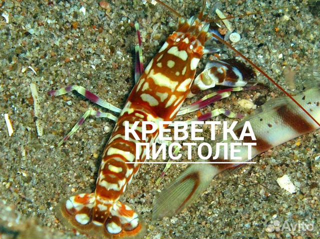 Креветка - Пистолет, L (креветка в наличии) купить в Москве | Животные ...