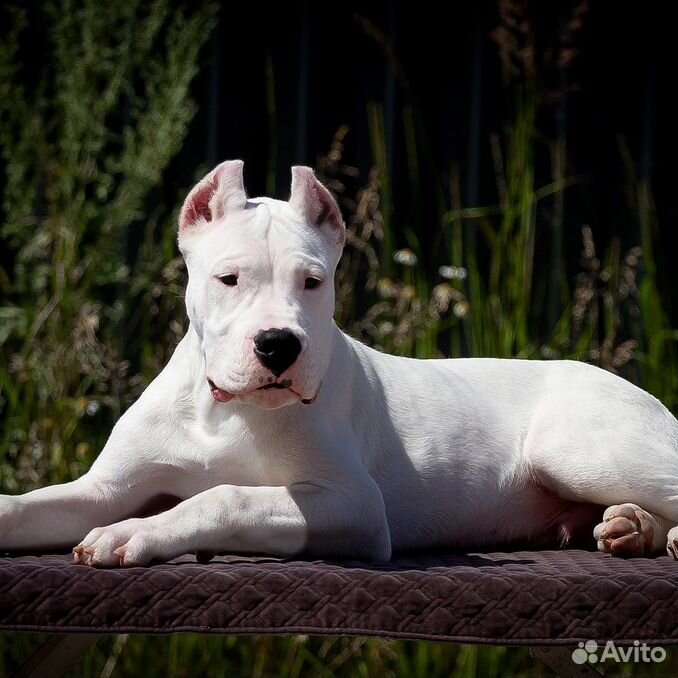 Аргентинский дог, кобель
