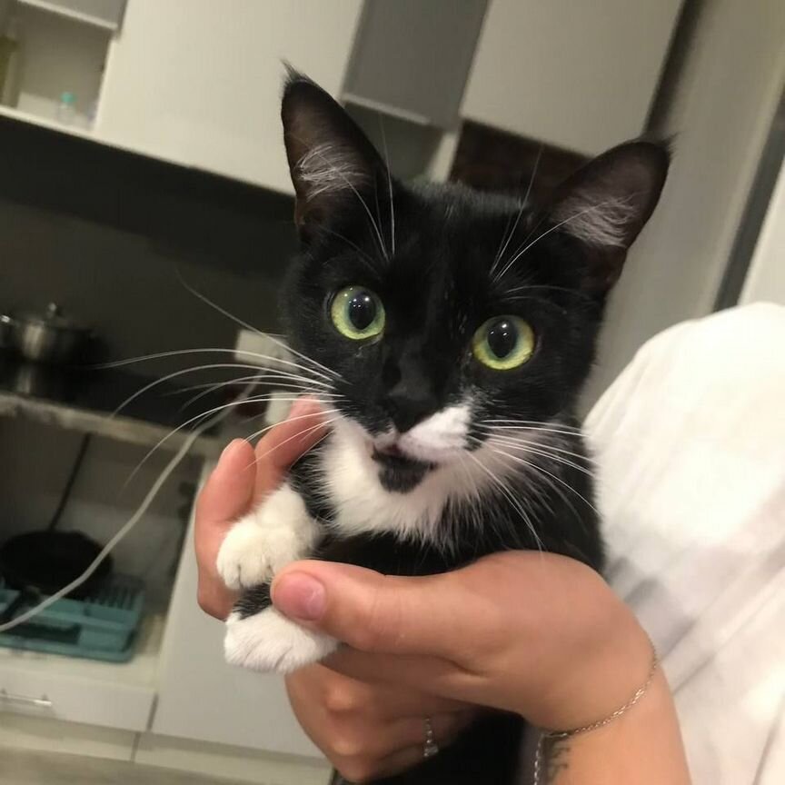 Кошки в добрые руки бесплатно