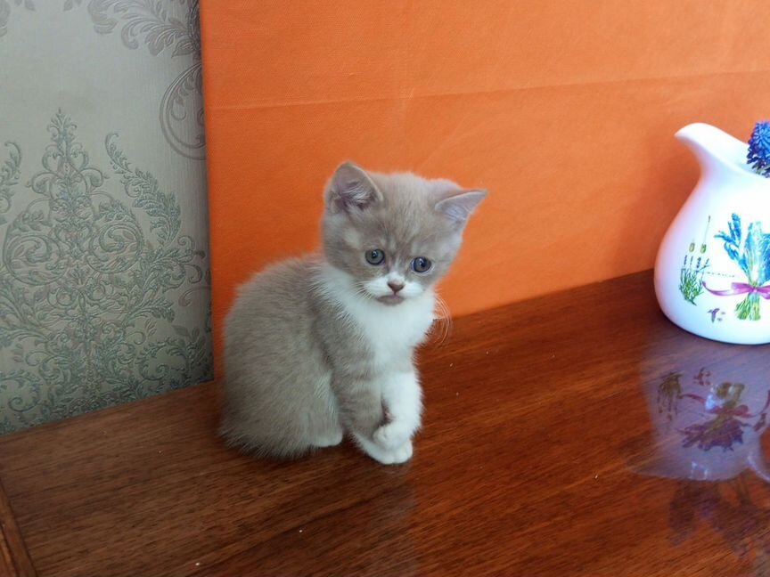 Лечебные котята