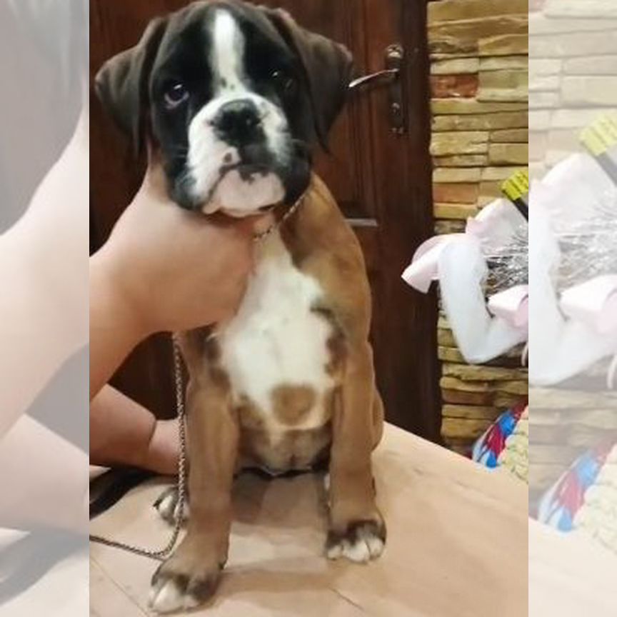 Боксер, щенок