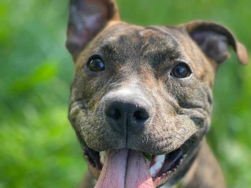 Стаффордширский терьер