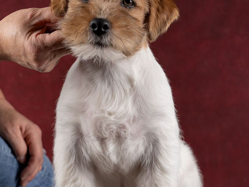 Щенки джек Рассел терьер