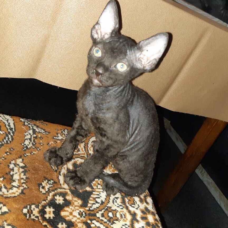 Котята сфинкс, плюшки