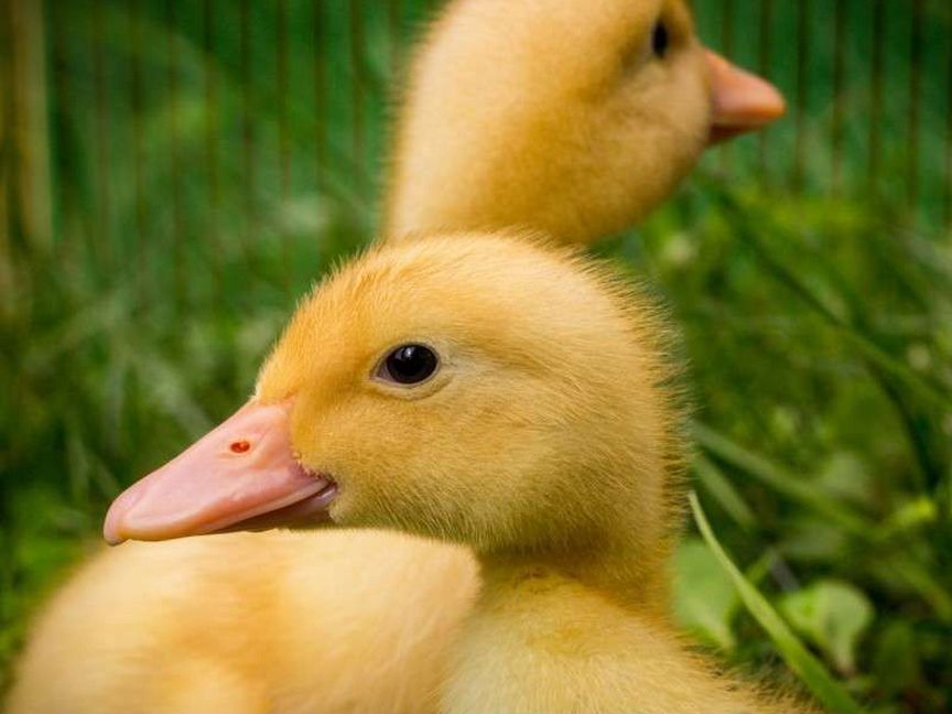 Бройлерные утки