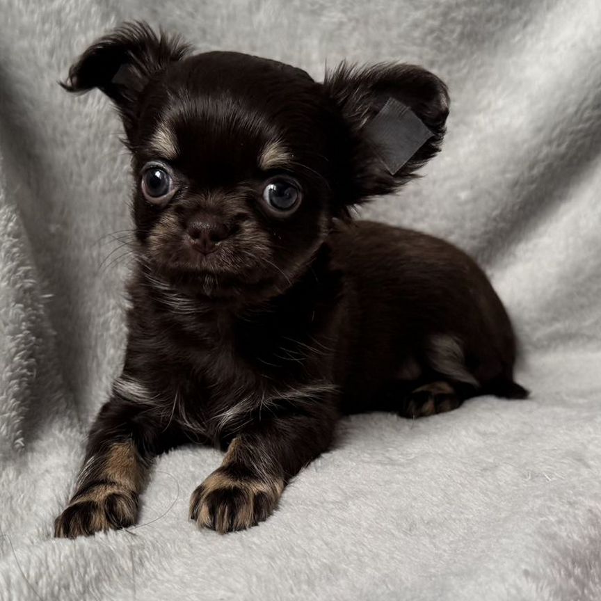 Чихуахуа, щенок