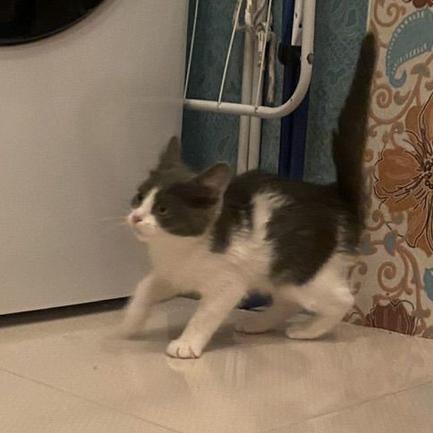 Котенок девочка 3 месяца